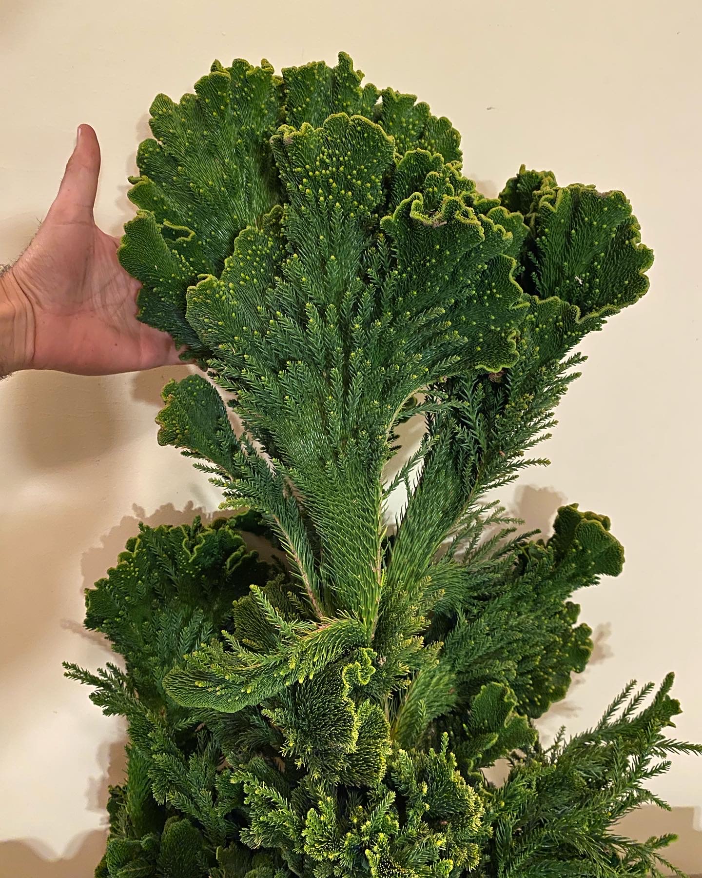 Folly Tree Arboretum