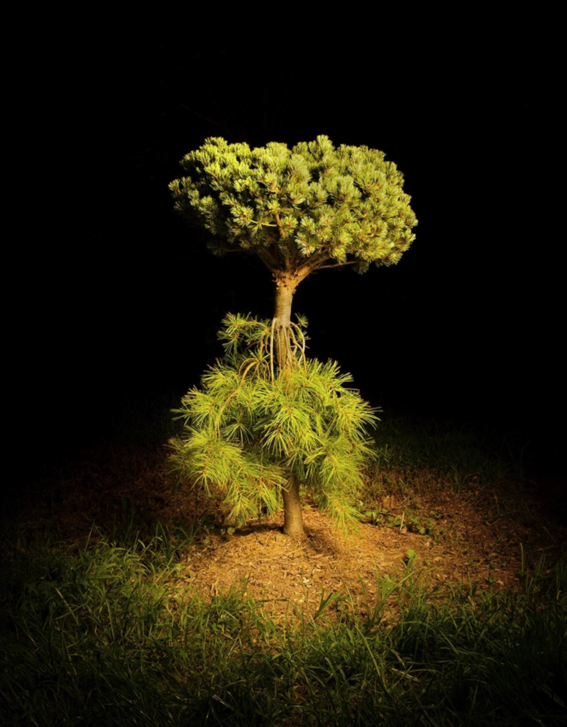 Strobus X Parviflora Graft Hybrid - Folly Tree Arboretum