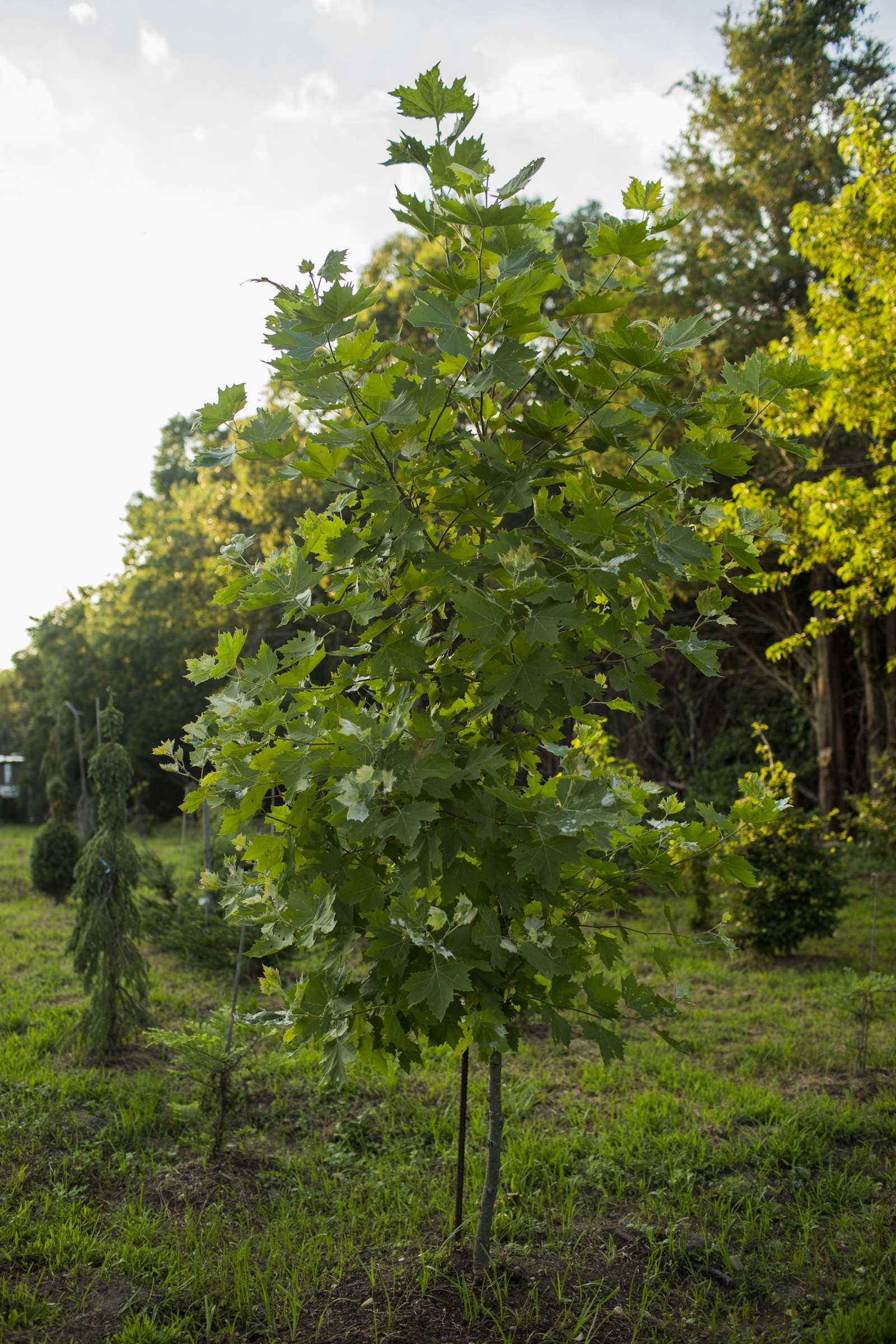 The Tree of Hippocrates - Folly Tree Arboretum
