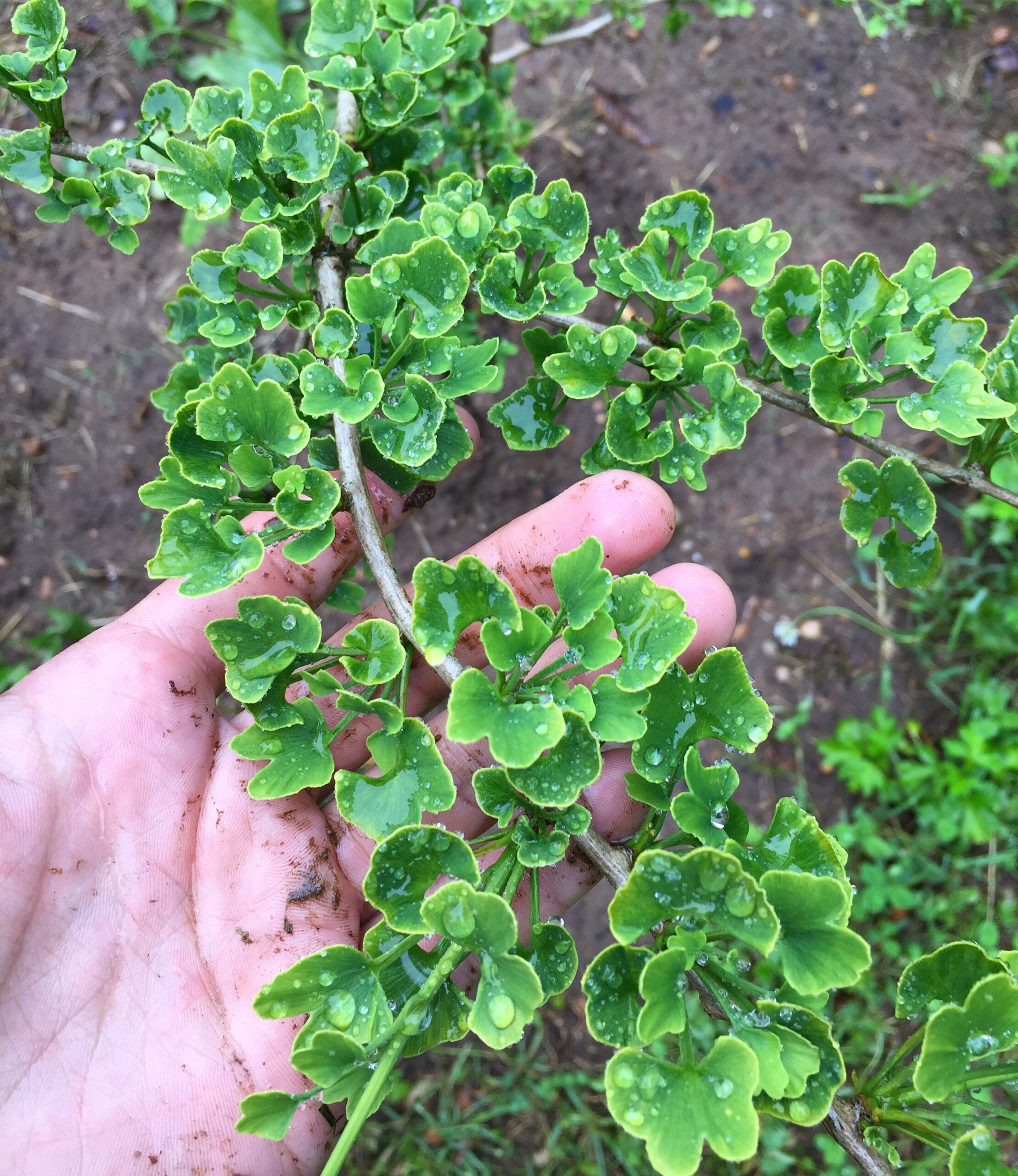 Folly Tree Arboretum