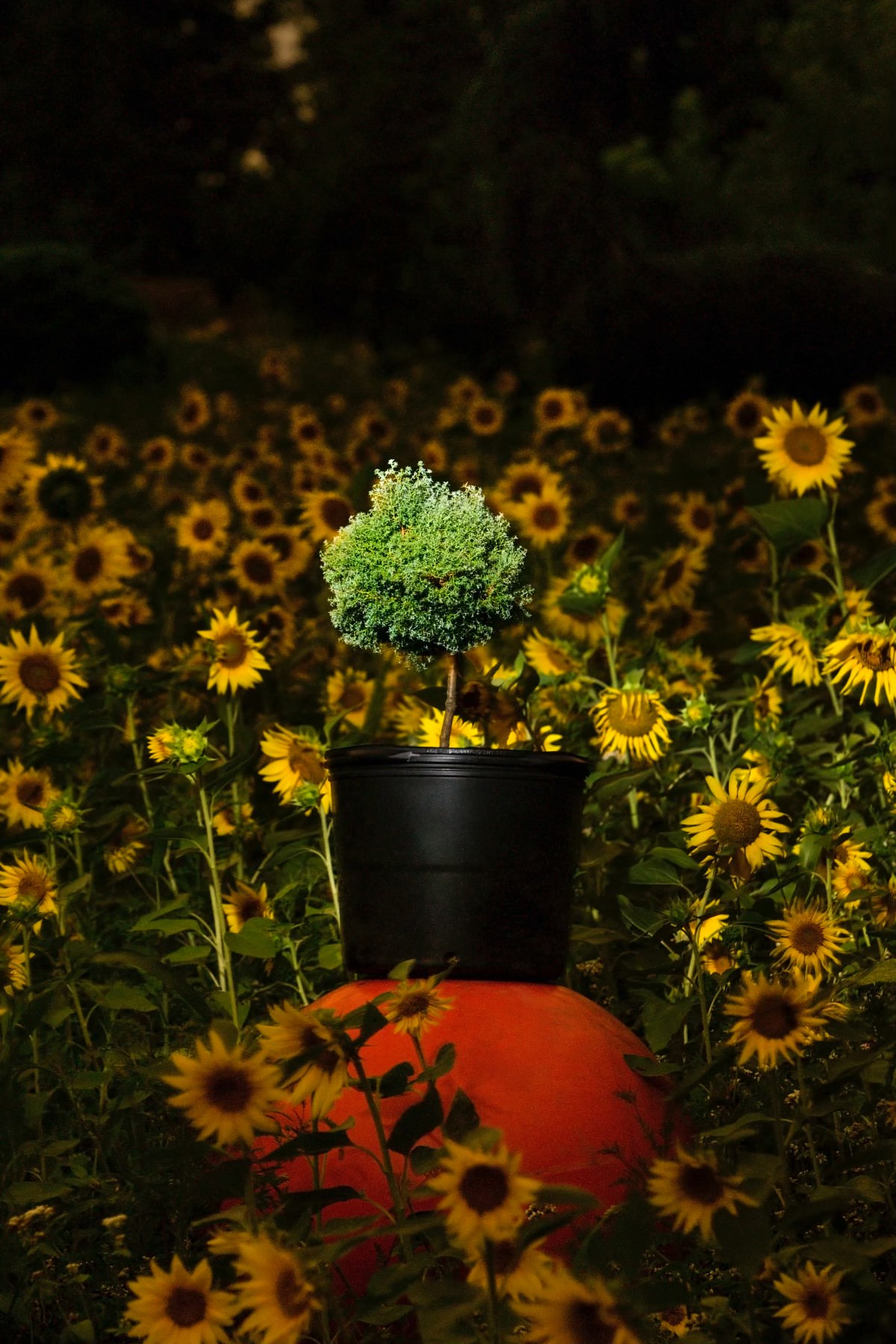 Hinoki cypress 'Narrator' - Folly Tree Arboretum