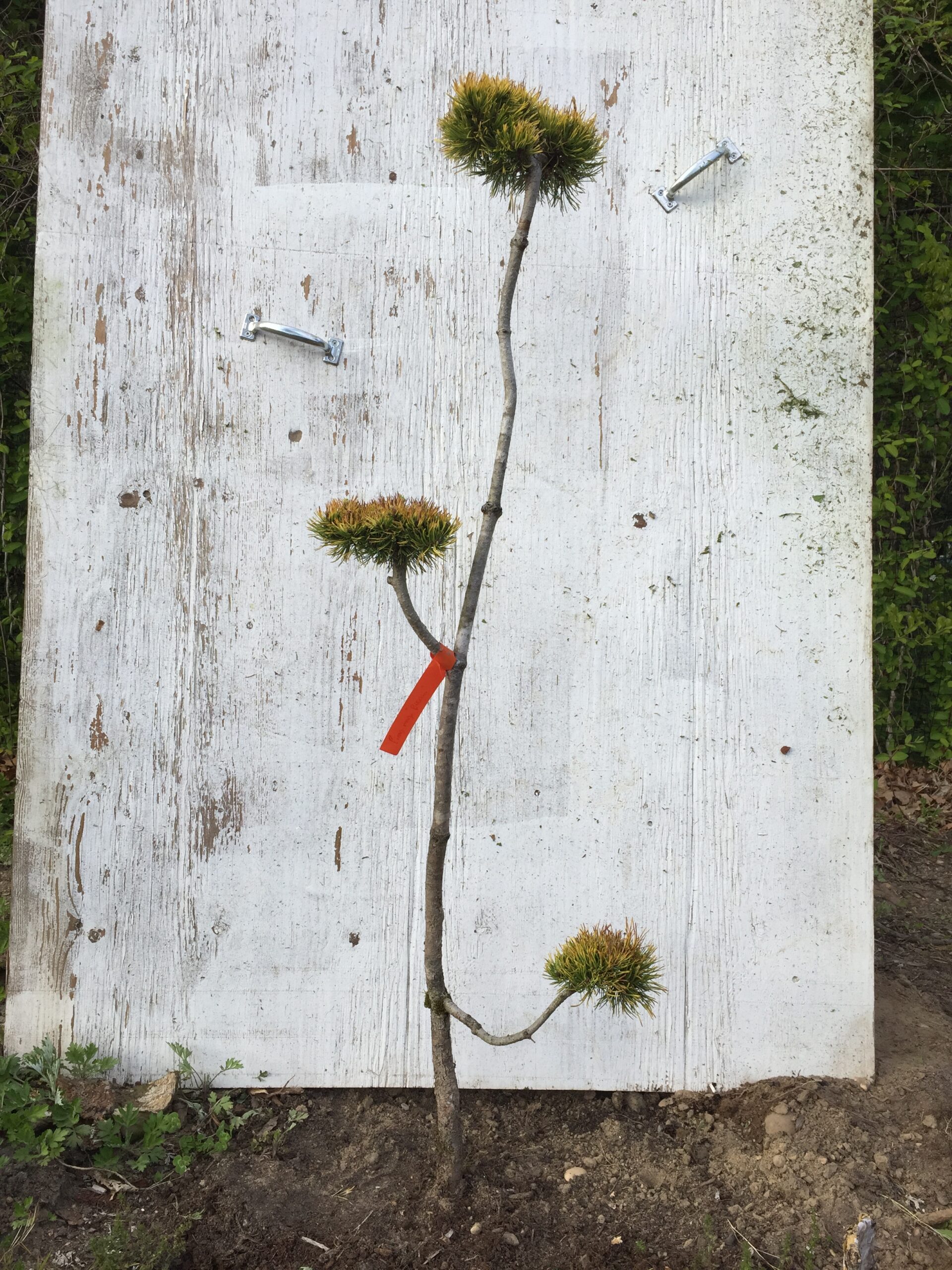 Folly Tree Arboretum