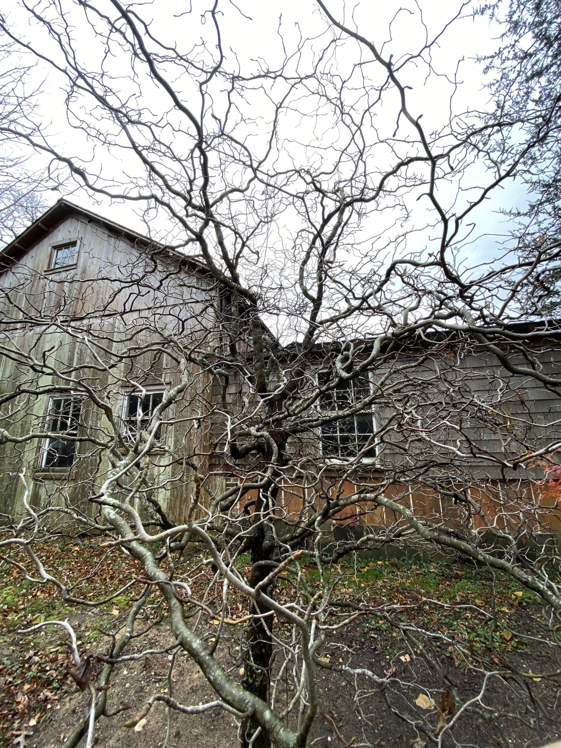 Black Tupelo 'Zydeco Twist' - Folly Tree Arboretum