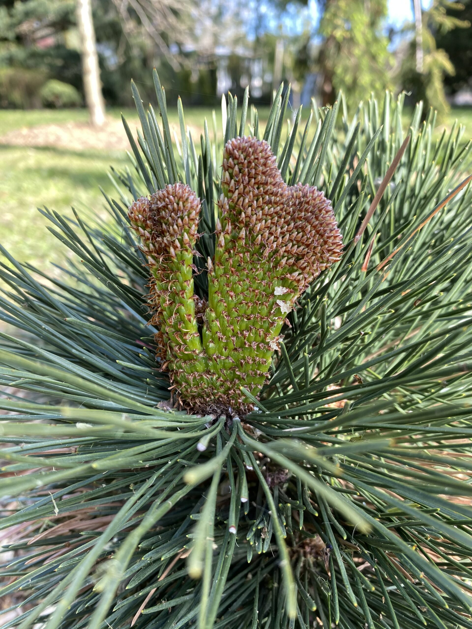 Folly Tree Arboretum