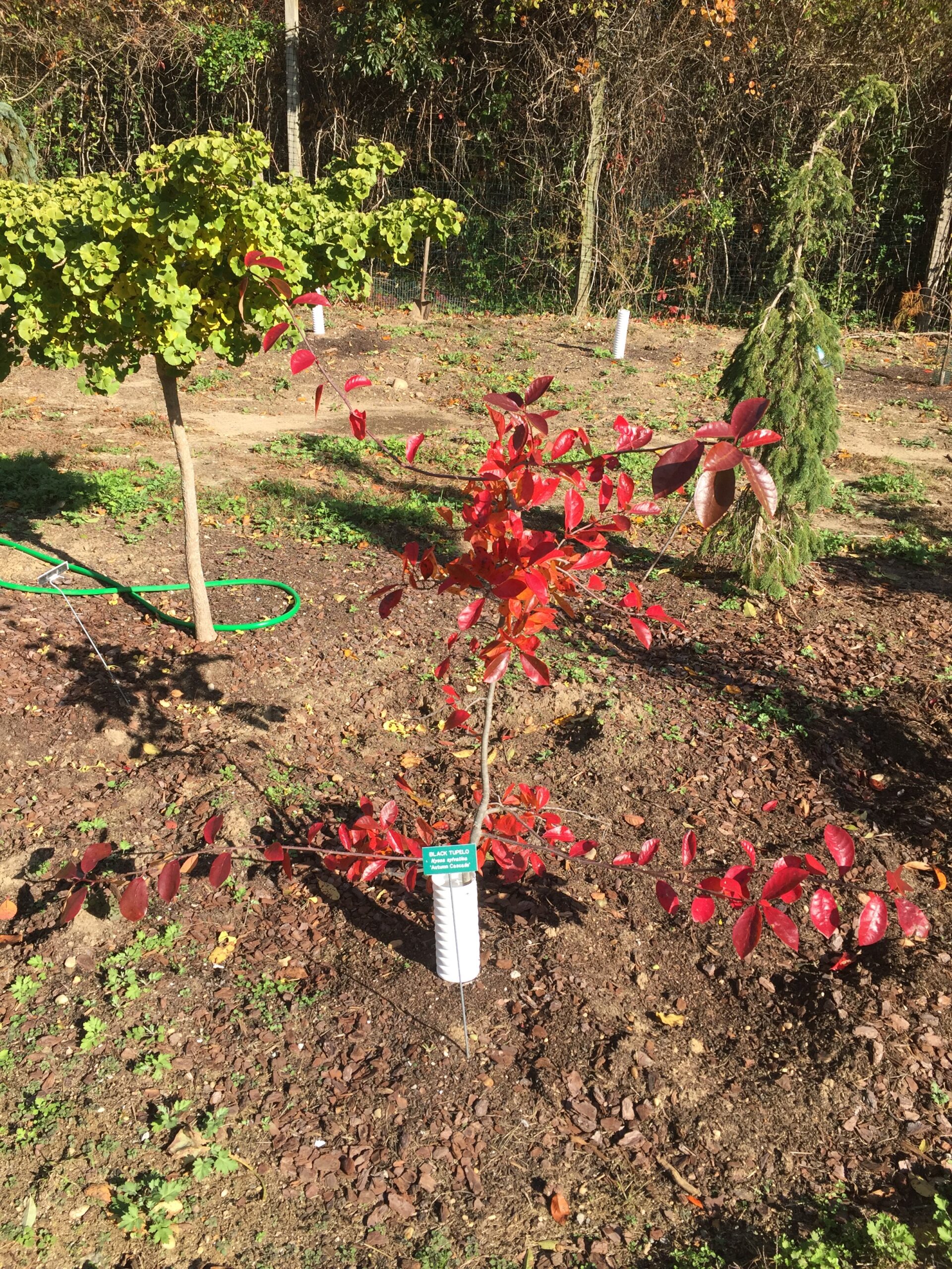 Trees - Folly Tree Arboretum