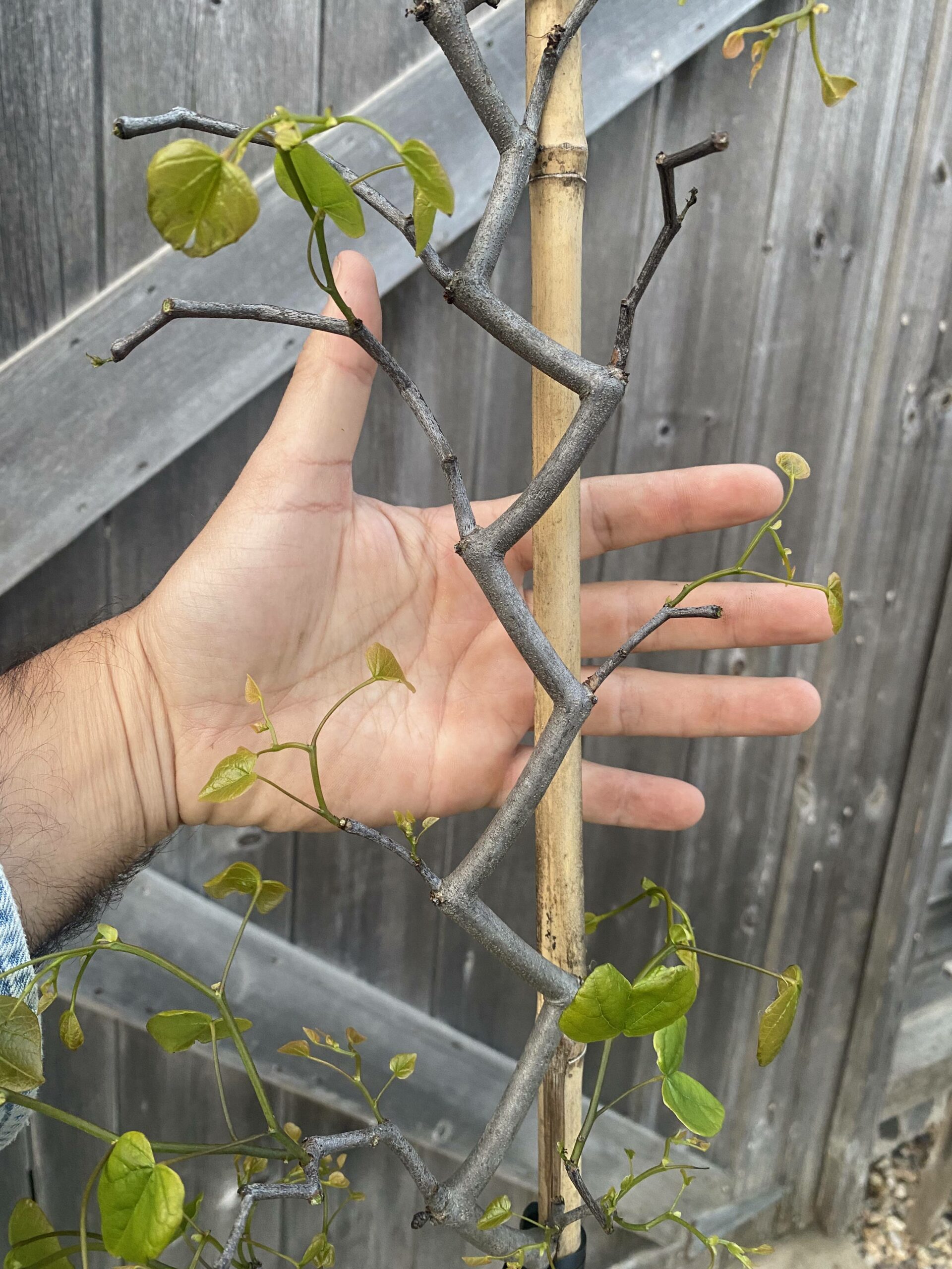 Folly Tree Arboretum