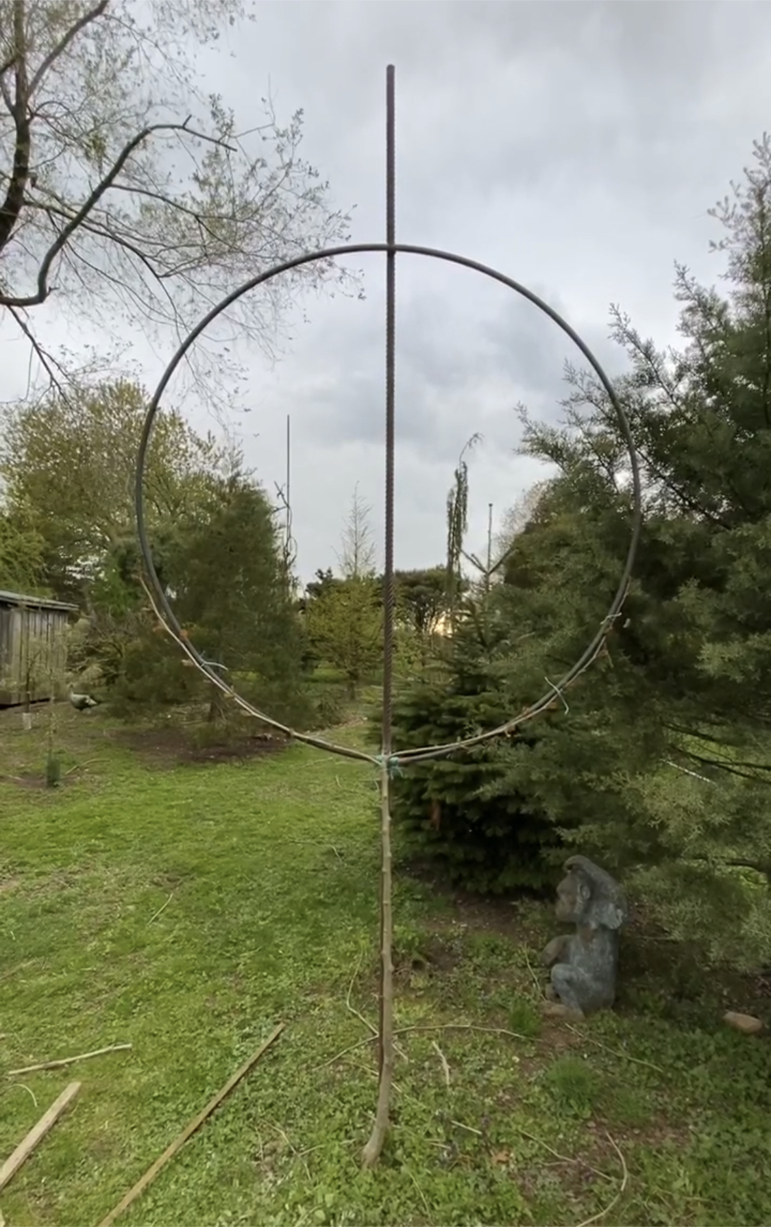 Grafted Hoop Sycamore - Folly Tree Arboretum